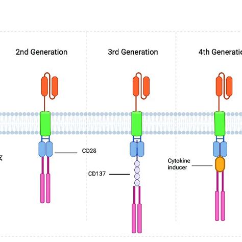 Car Treg Constructions Cars Are Created By Fusing A Specific Antigen Download Scientific
