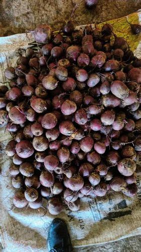 A Grade Pan India Beetroot Packaging Type Net Bag Packaging Size 50 Kg At Rs 14 Kg In Indore