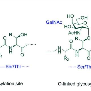 Pdf Protein Glycoengineering An Approach For Improving Protein