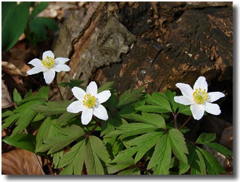Bijela šumarica Stranica 2 Moj Dom I Zavičaj