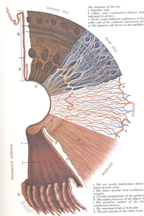 Profesionales De La Salud Asociados Anatomia Del Iris