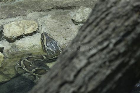 Reticulated Python Behind A Tree Reptiles Reptiles In Nature Stock Image Image Of Head Fauna