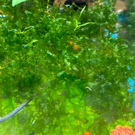 Subwassertang Justfishything