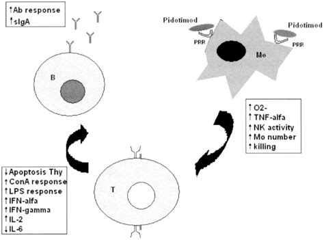 Pidotimod Semantic Scholar