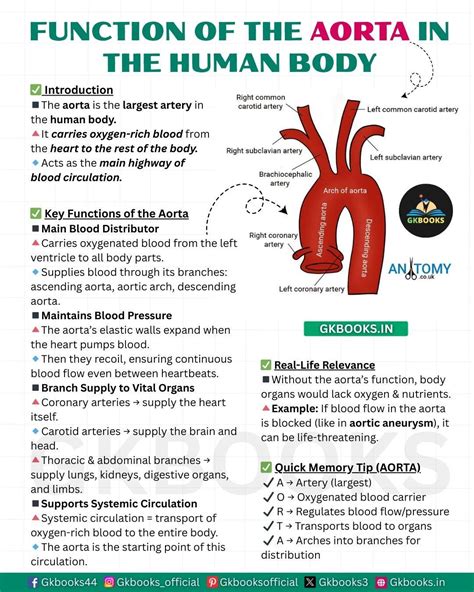 Gkbooks Function Of The Aorta In The Human Body Largest Artery