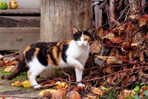 Dilute Calico Cat Breeds
