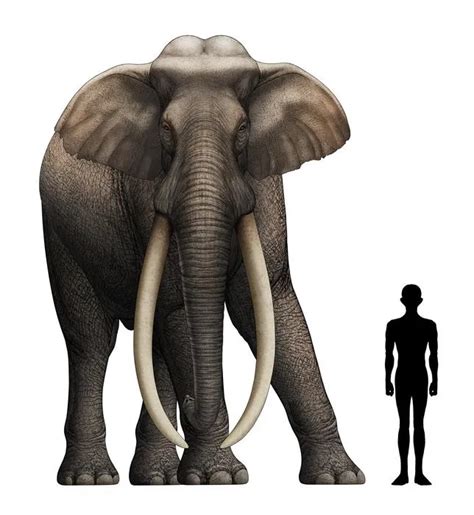 Tengkorak Gajah Langka Di Kashmir Mata Rantai Hilang Evolusi