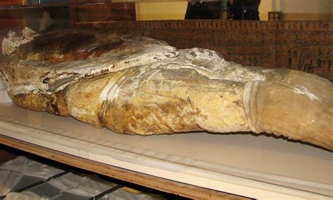 Adipocera La Saponificazione Dei Cadaveri Marrone Arancio