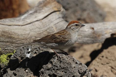 Chipping Sparrow East Cascades Audubon Society