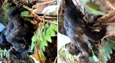 How A Toad Survived Without A Head