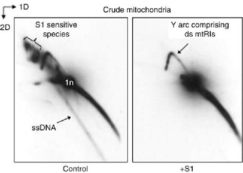 Figure 4 From Human Mitochondrial Dna Replication Semantic Scholar