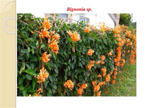 Vegetative Morphology A General Account Of Phyllotaxy And Modification Of Leaves Pdf