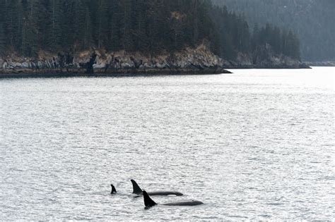 Trawl Catch Of Killer Whales Brings New Scrutiny To Federal Science