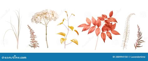 Beargrass Stock Illustrations 19 Beargrass Stock Illustrations