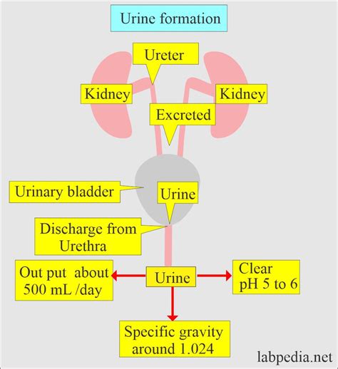 Urine Formation Urine Samples Type And Composition