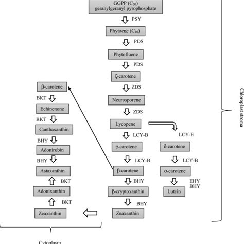 Possible Pathway Of Carotenoid Production In Most Green Microalgae The Download Scientific