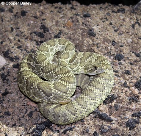 Snake Mojave Green Rattlesnake