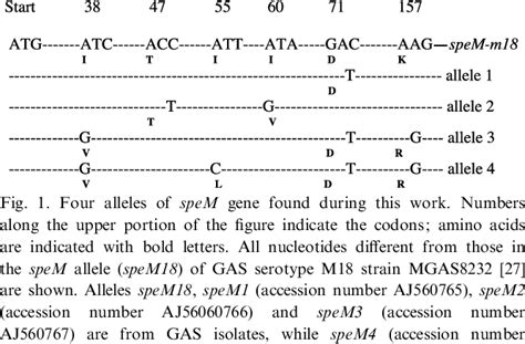 Streptococcus Dysgalactiae Subspecies Equisimilis Semantic Scholar
