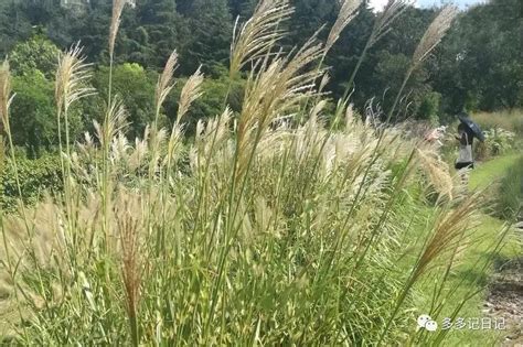 斑叶芒 关注森林