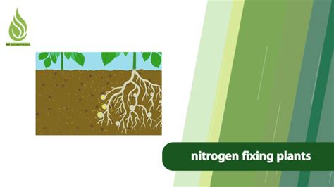 Nitrogen Fixing Bacteria How They Work And Best Plants