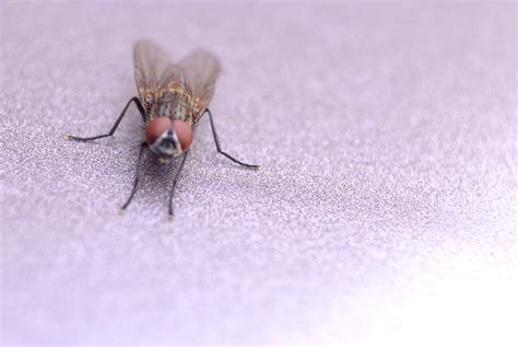 Insect Fly Entomology Free Photo On Pixabay Pixabay