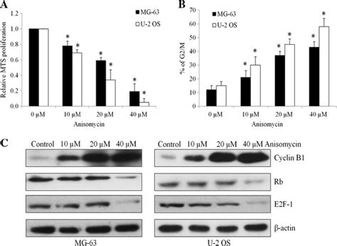 Anisomycin Arrests Cell Cycle At G2 M Phase In Osteosarcoma Cell Lines