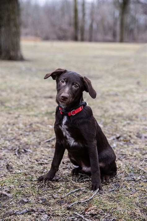Blauwe Heeler Chocolade Lab Mix Blue Heeler Lab Mix Facts Alpha Paw