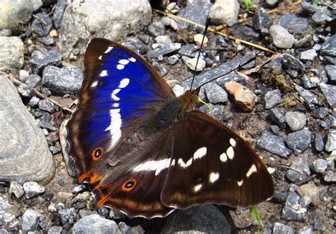 Purple Emperor Apatura Iris