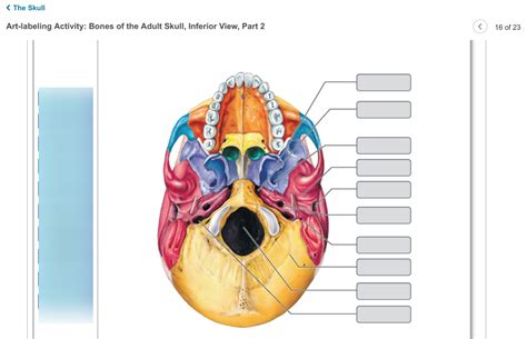 Inferior View Diagram Quizlet