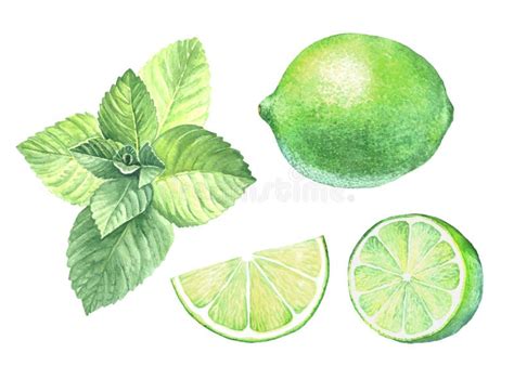 Watercolor Mint Leaves Stock Illustration Illustration Of Wedge