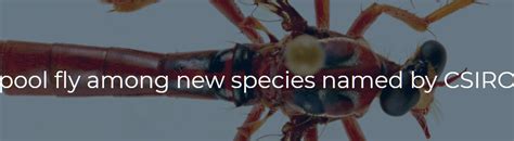 Deadpool Fly Among New Species Named By Csiro Learn To Read Comics