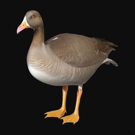 Create A Highly Detailed 3d Model Of A Lesser White Fronted The Goose