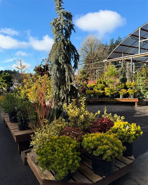Watsons Greenhouse And Nursery Watsons Is Growing It Is With Great Pleasure That We Announce