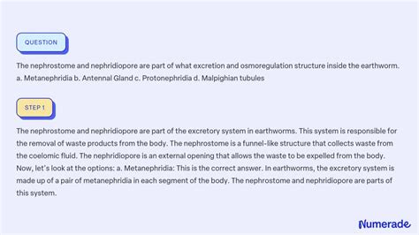 Solved The Nephrostome And Nephridiopore Are Part Of What Excretion