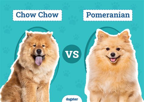 8 Hairless Dog Breeds Info Pictures And History Dogster