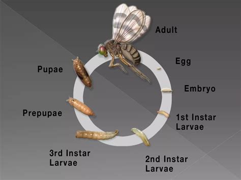 Insect Pest Of Drumstick Pptx