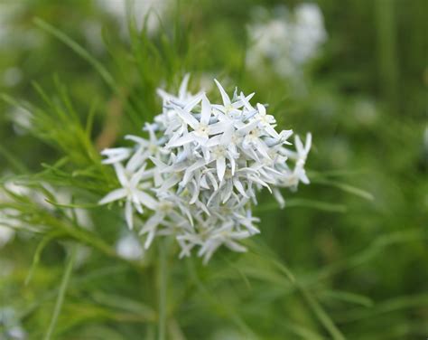 Img 7225 Michaël Sid Traut Flickr