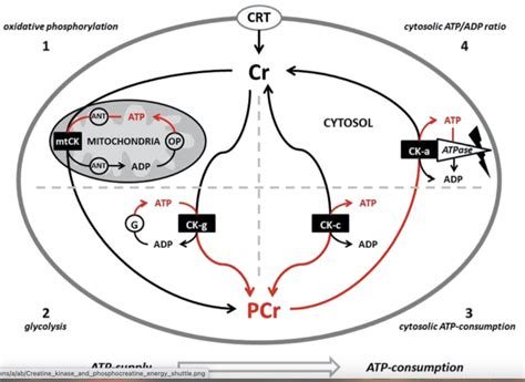 Creatine Phosphokinase Ck Or Cpk Physiopedia