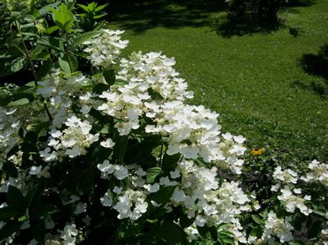 Hydrangea Quick Fire Tree Form Bergeson Nursery
