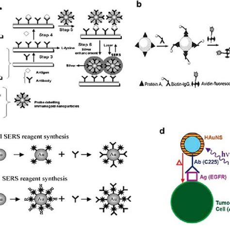 A Schematic Illustration Of The Dna Hybridization Reaction For Sers