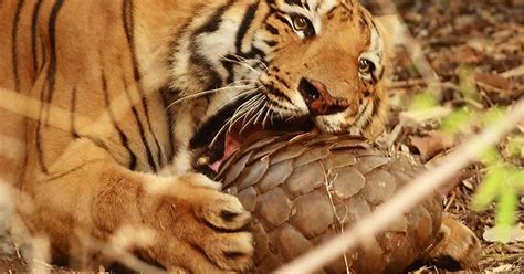 Bengal Tiger Devouring A Pangolin Album On Imgur