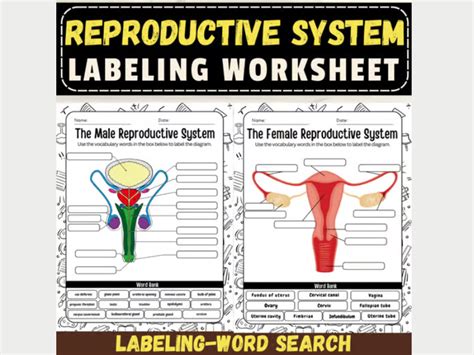 Female Reproductive System Label Worksheet Female Reproductive System