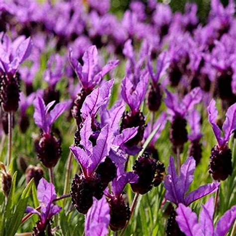 Lavandă Tufe Lavanda Lavanda La Ghiveci Plantland Ro