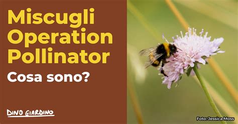 Miscugli Operation Pollinator Cosa Sono Dino Giardino