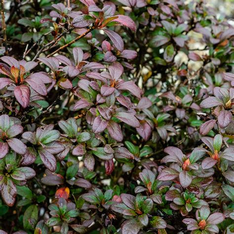Azalea Autumn Princess® Johnson Nursery