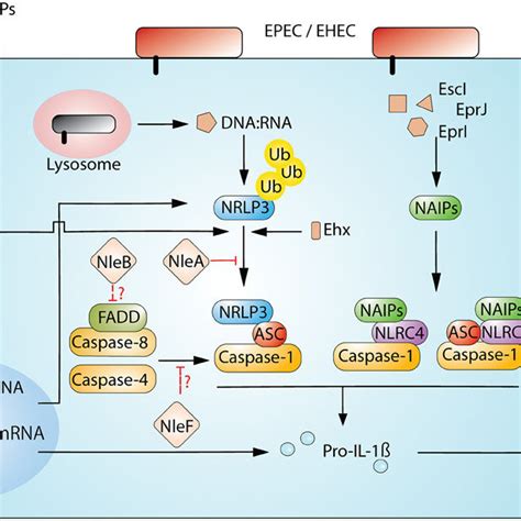 Molecules Of Epec And Ehec That Interact With The Inflammasome Download Table