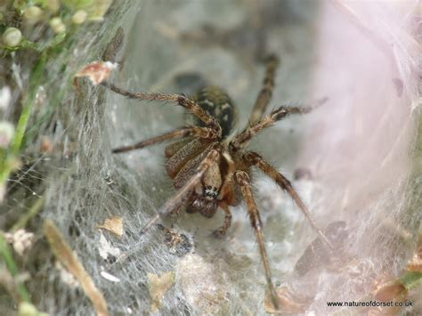 Library Index Sidmouth Nature