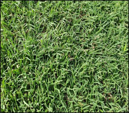 Sunset Turf Wintergreen Couch
