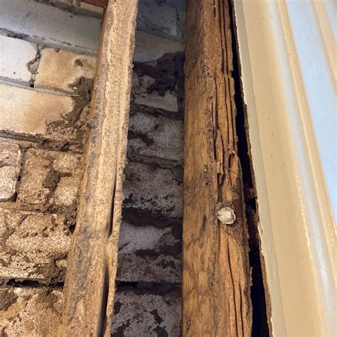 Pest Assured Sydney Nsw