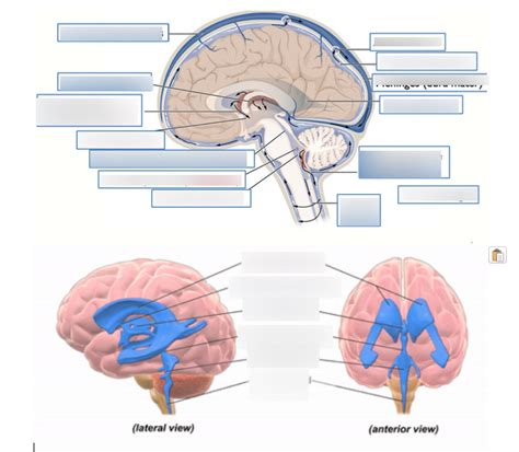 Diagram Of Csf And Lumbar Puncture Quizlet Diagram Of Csf And Lumbar Puncture Quizlet